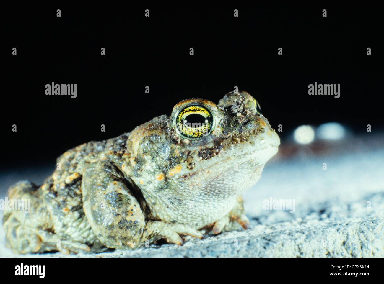 Common Midwife Toad (Alytes obstetricans Stock Photo - Alamy