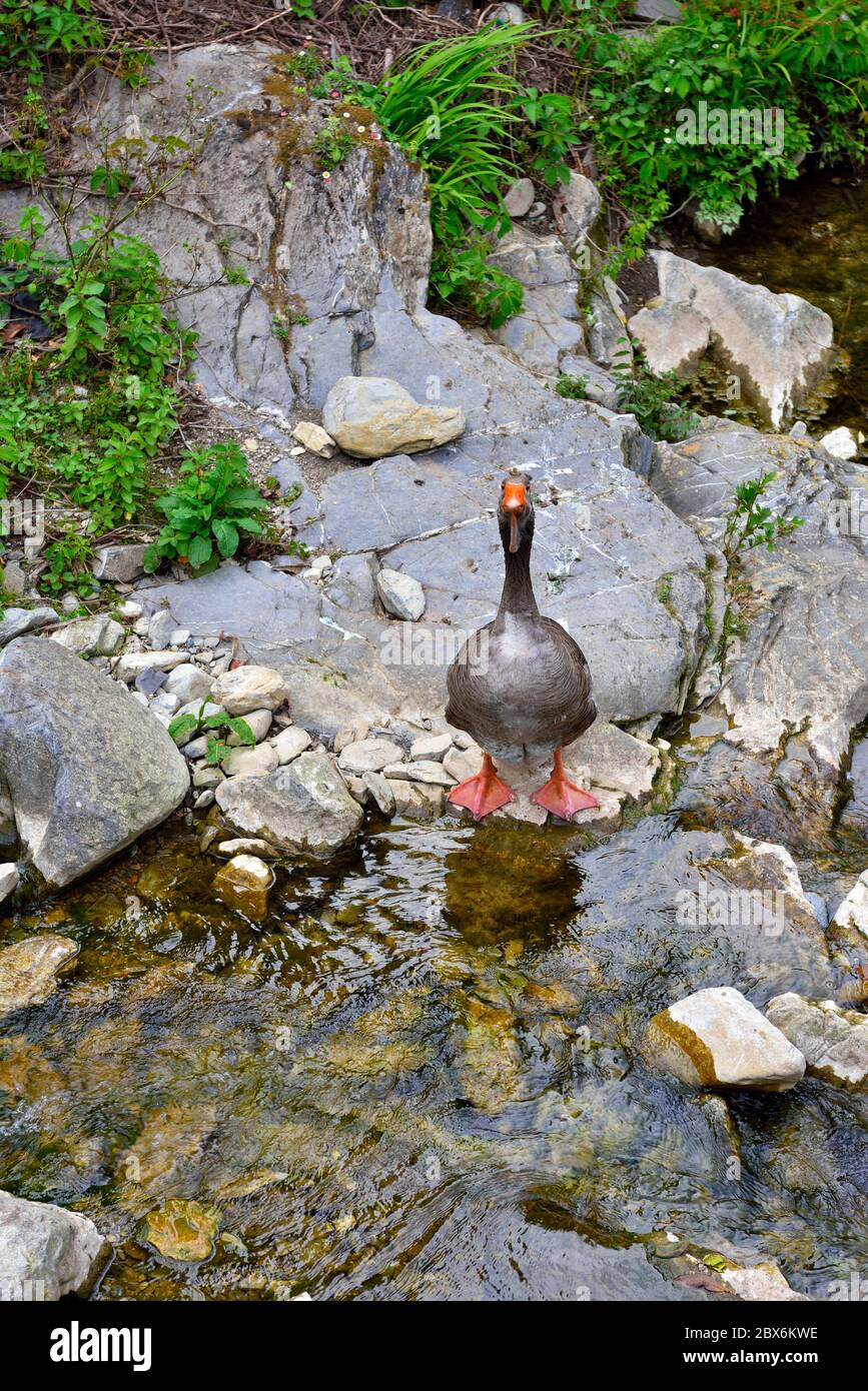 large black duck in the creek in Camogli Stock Photo - Alamy