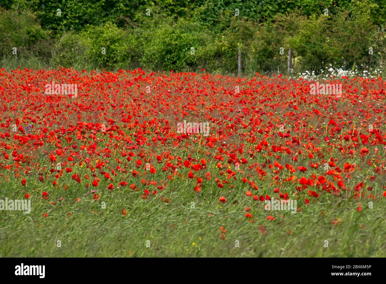 Ww2 poppy fields hi-res stock photography and images - Alamy