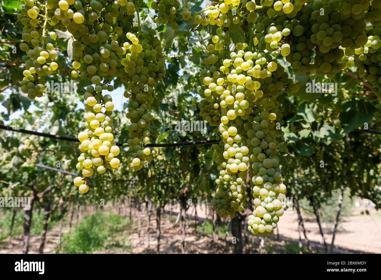 Grapes Pepper Tree Winery. Canosa DP, Puglia. Italy Stock Photo - Alamy