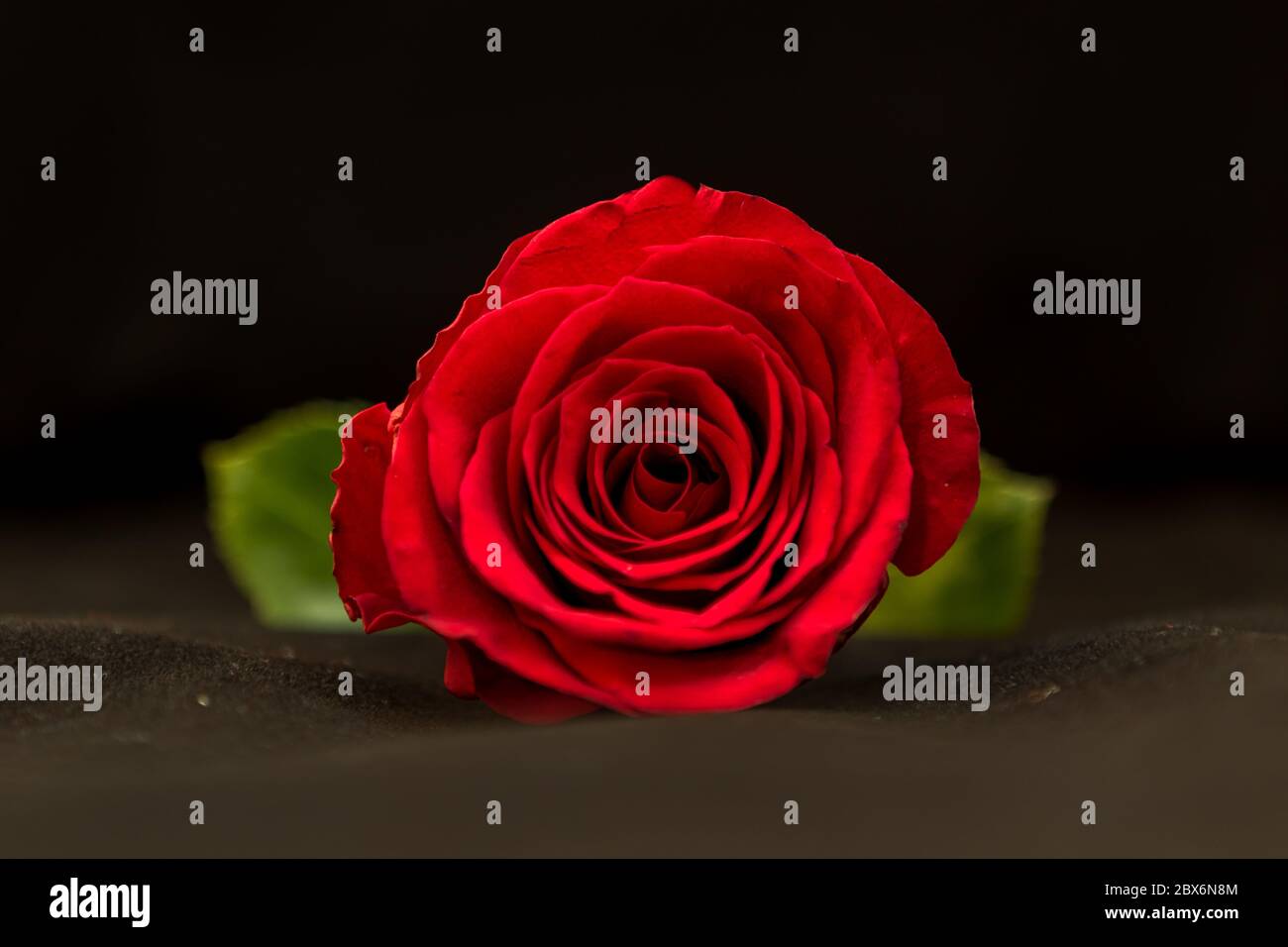 fallen red rose Stock Photo - Alamy