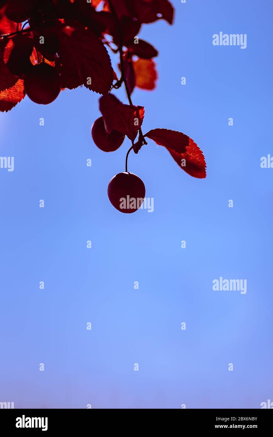 Complementary colors hi-res stock photography and images - Alamy