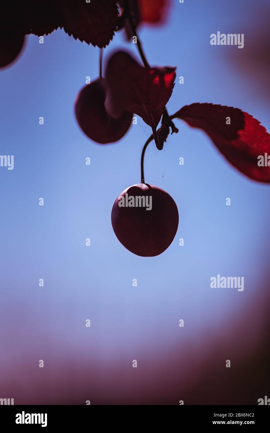 Complementary colors hi-res stock photography and images - Alamy