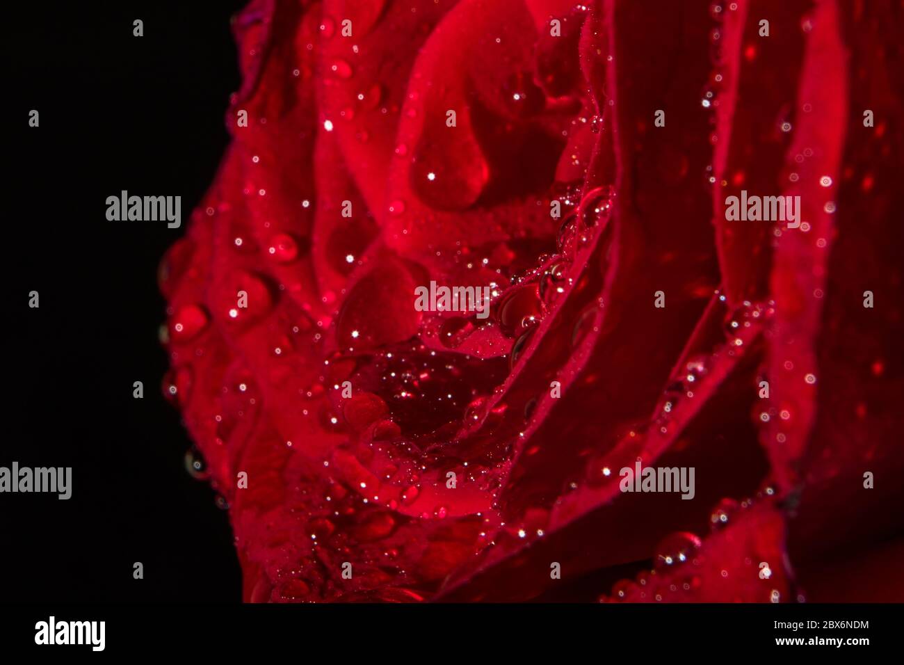 Fallen red rose petal hi-res stock photography and images - Alamy