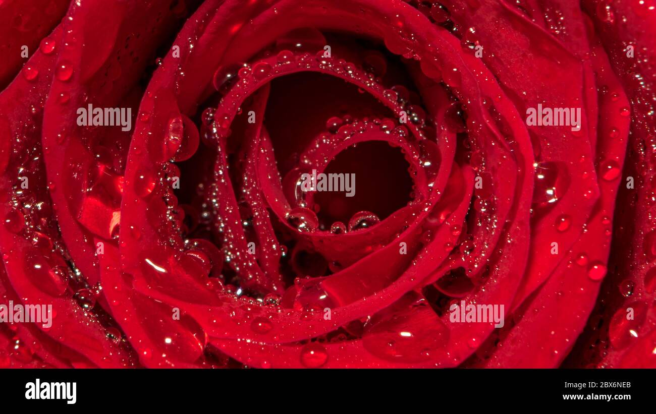 red rose with water drops, close up photo Stock Photo - Alamy