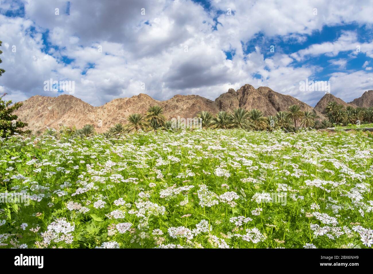 Blossom environment hill hi-res stock photography and images - Alamy