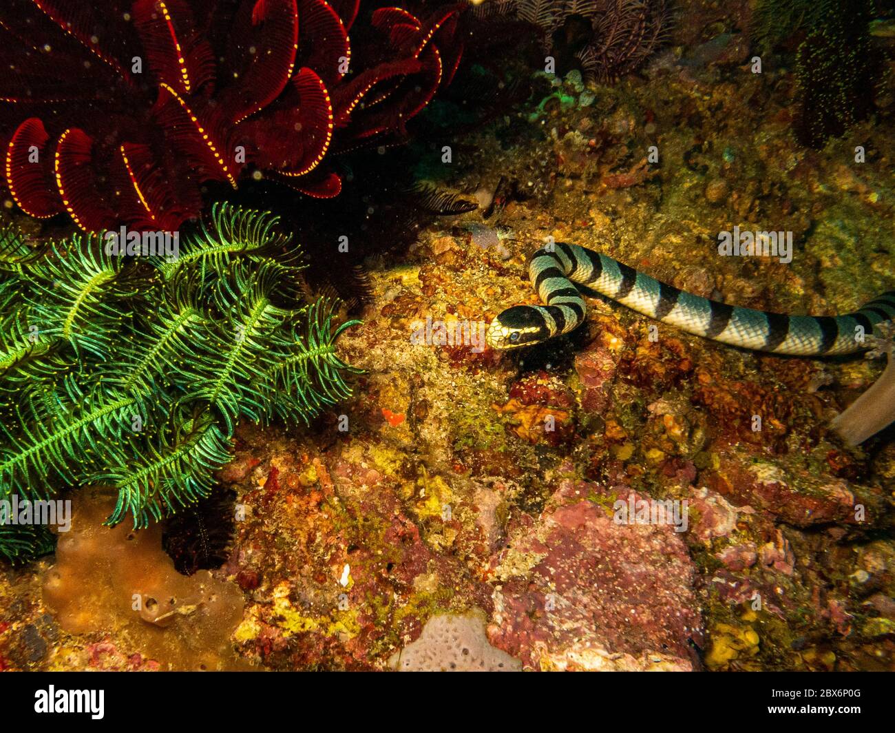 Krait hi-res stock photography and images - Alamy