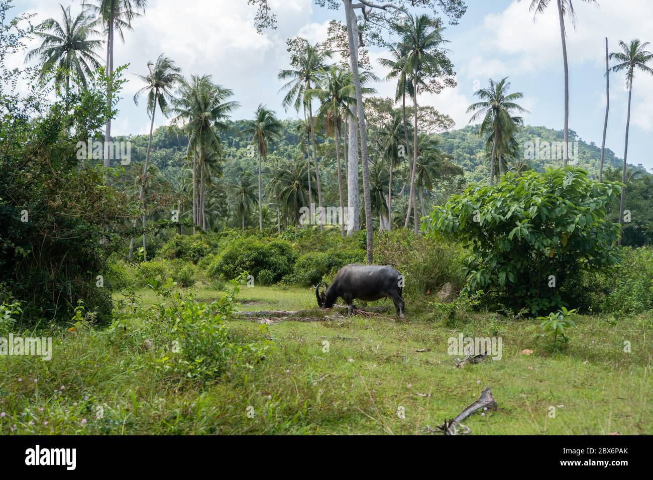 A buffalo with large horns grazes on the lawn in a green tropical ...