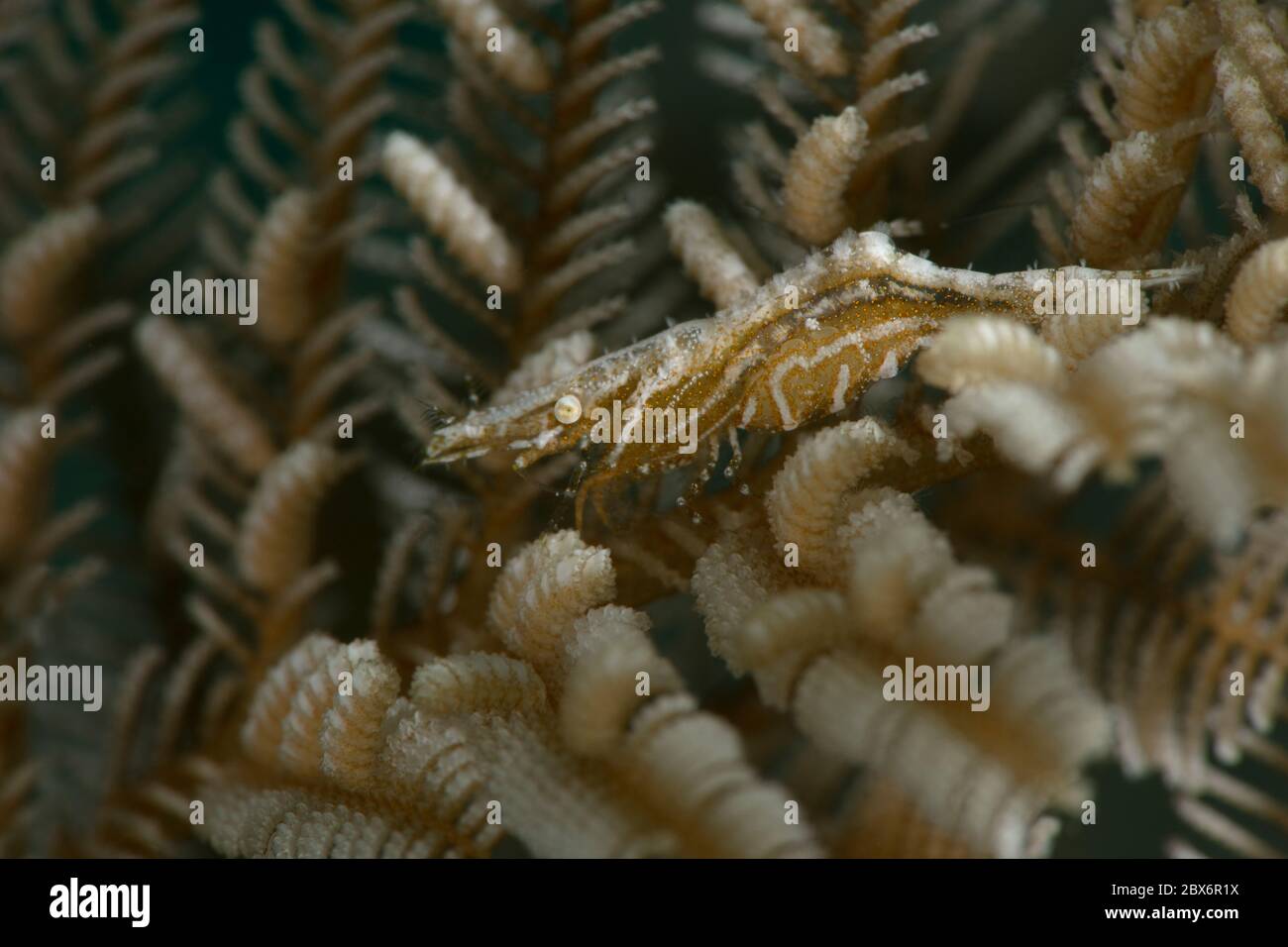 Commensal shrimp (Hippolyte sp.) with hydroid Aglaophenia cupressina ...