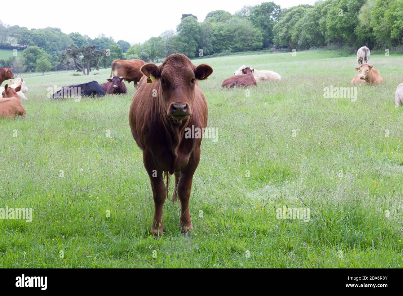 English farm land hi-res stock photography and images - Alamy