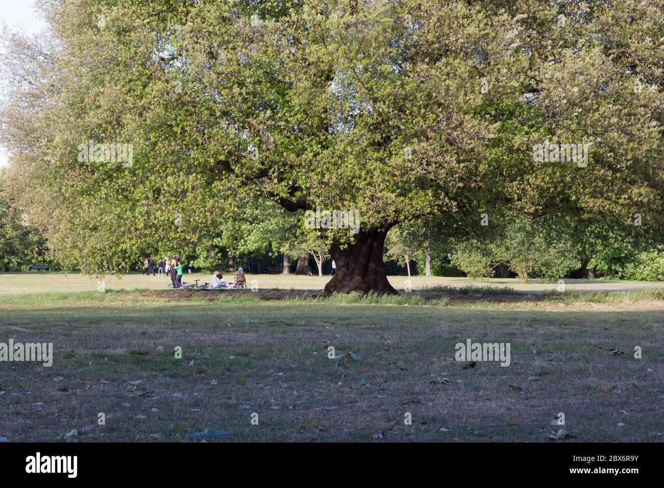 People sunbathing under a huge tree during lockdown due to covid-19 ...