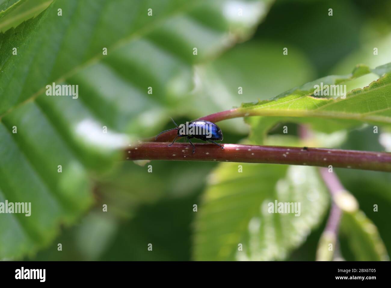 blue beetle on foliage in the forest Stock Photo - Alamy