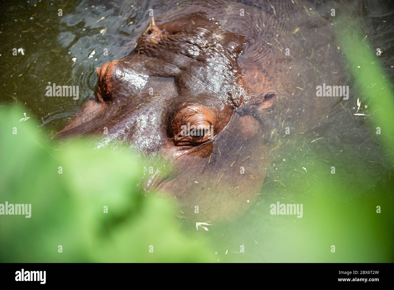 Hippopotamus hippo feet hippopotamus amphibius hi-res stock photography ...