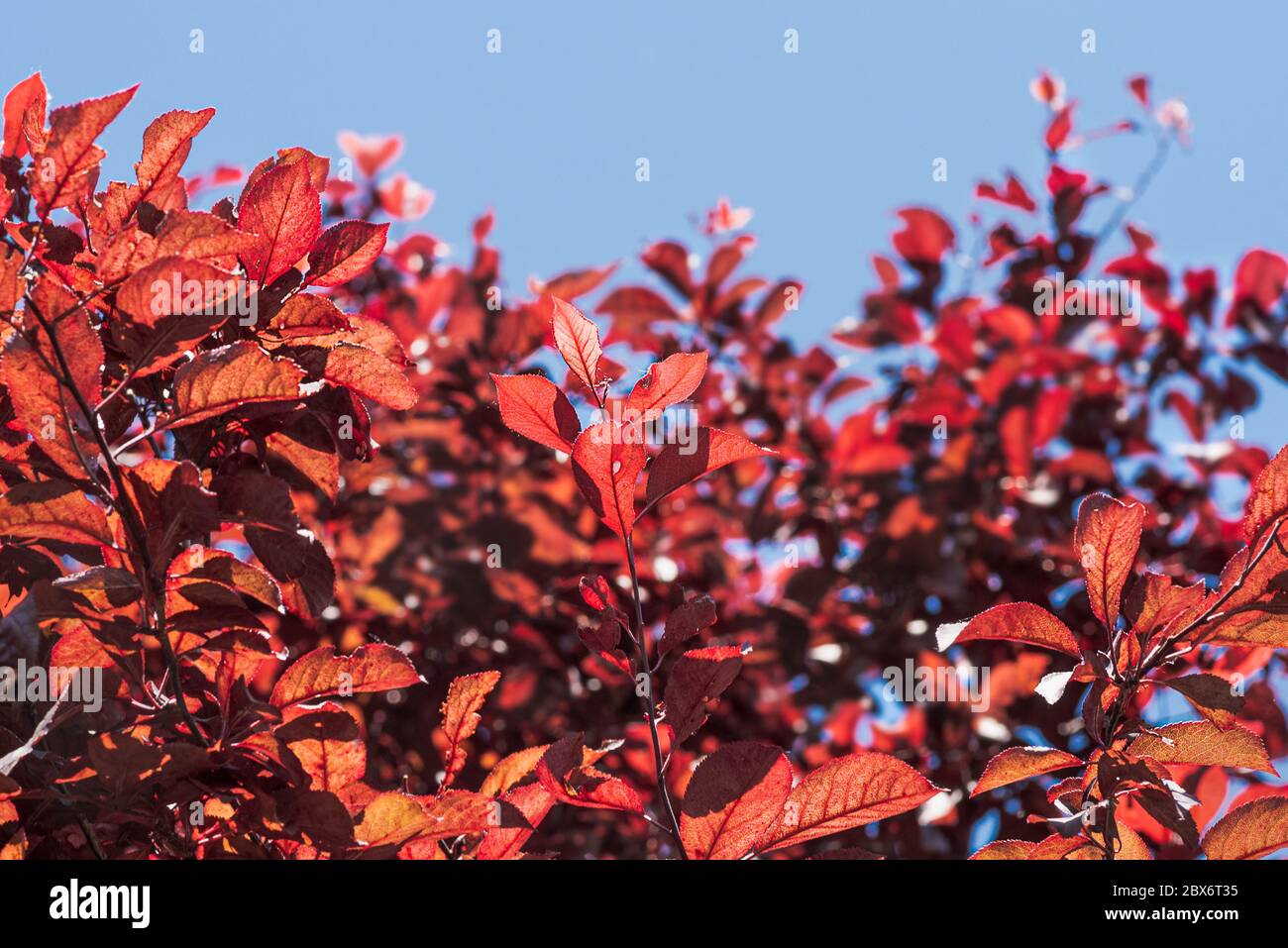 false plum tree with garnet hue with garnet, orange and reddish leaves ...