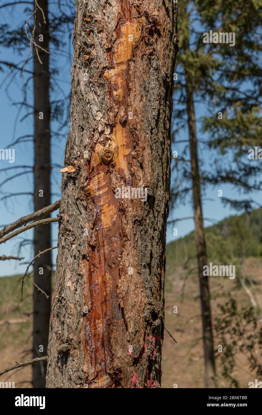 closup of a tree bark which is attacked from bark beetle Stock Photo ...