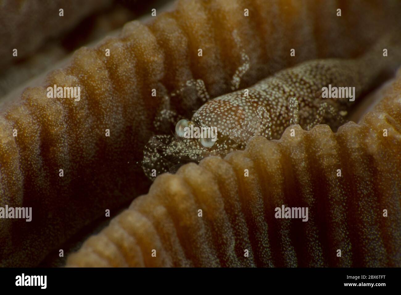 Scorpion shrimp (Metapontonia scorpio) symbiotic coral Goniastrea, size ...