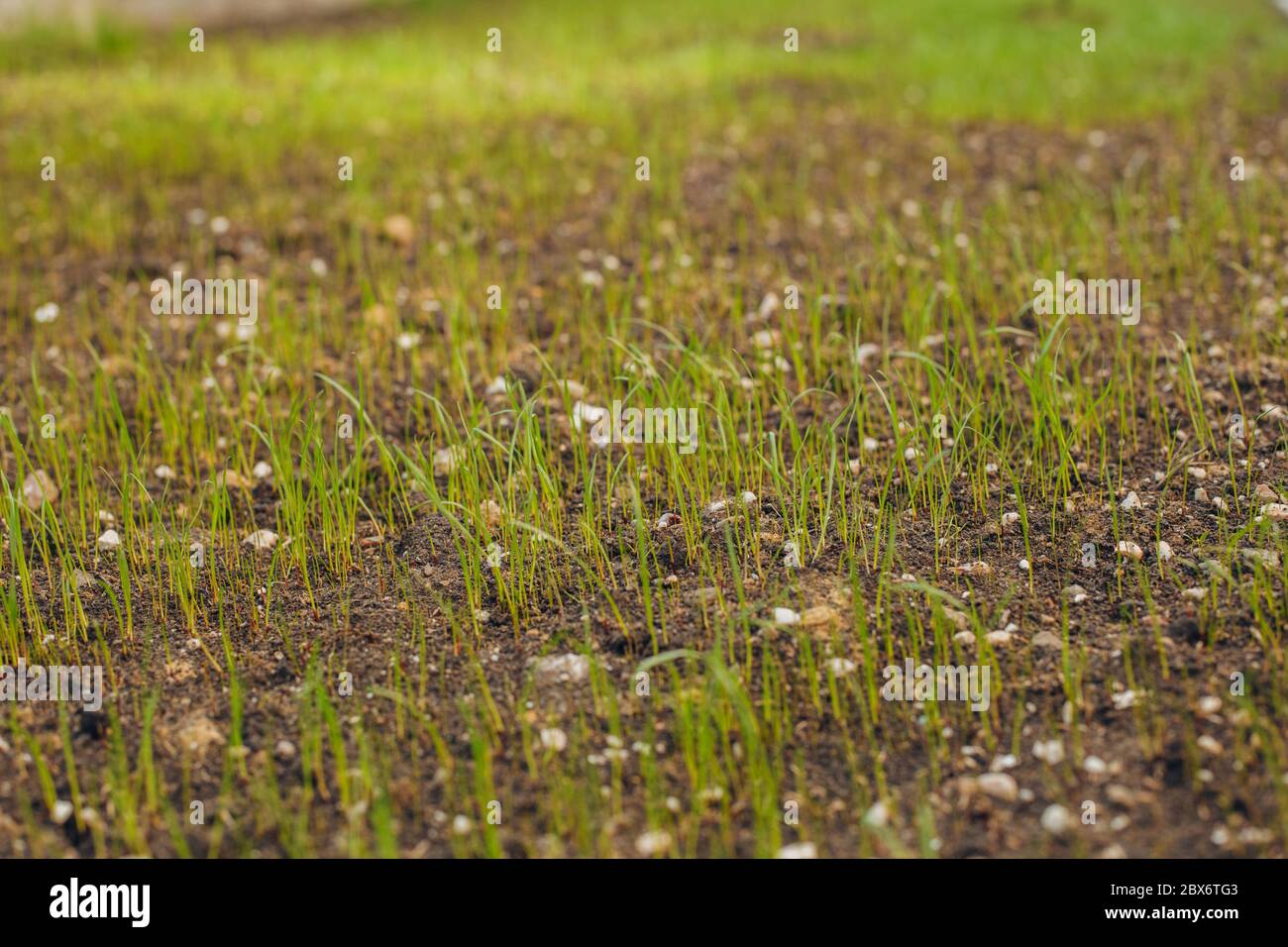 Fresh green spring grass with dew drops closeup with sun on natural ...