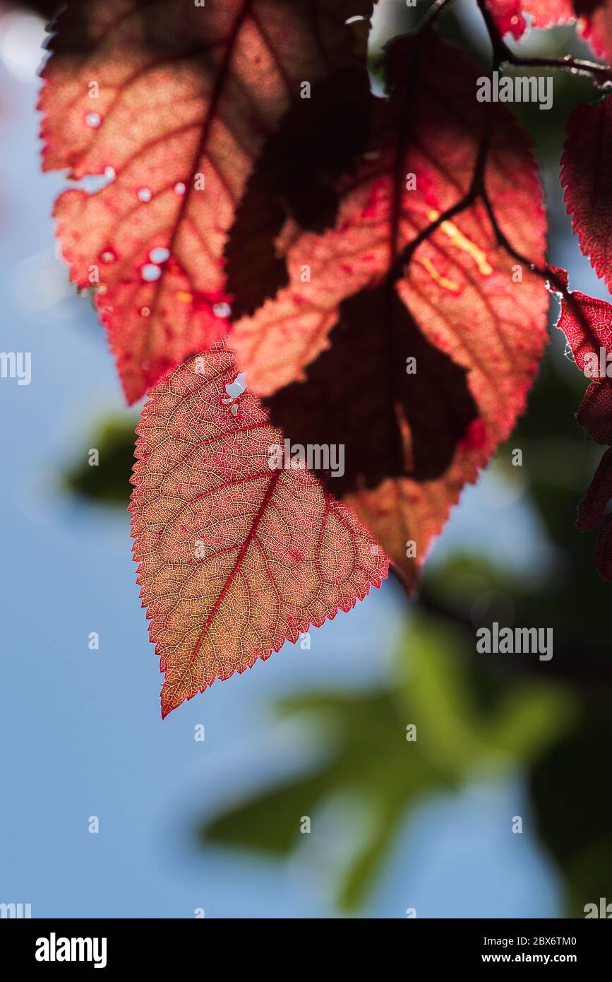 Complementary colors in nature hi-res stock photography and images - Alamy