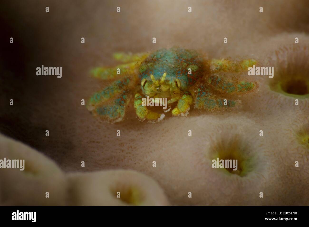 Coral gall crab (Pseudocryptochirus viridis). Underwater macro ...