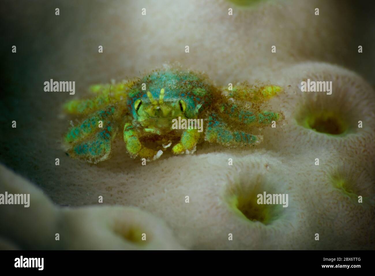 Macro crab hi-res stock photography and images - Alamy