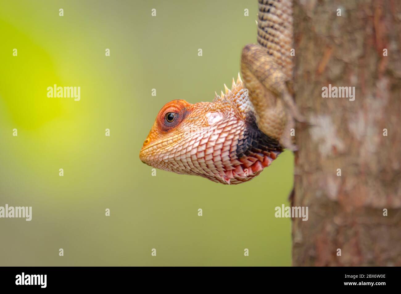 Oriental garden lizard male hi-res stock photography and images - Alamy