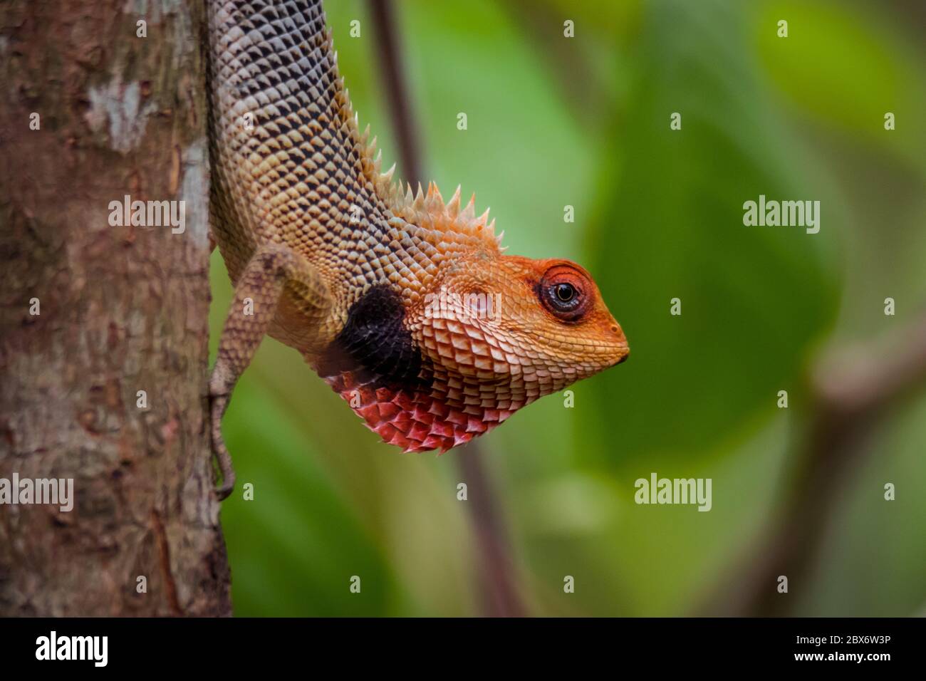 Oriental garden lizard male hi-res stock photography and images - Alamy