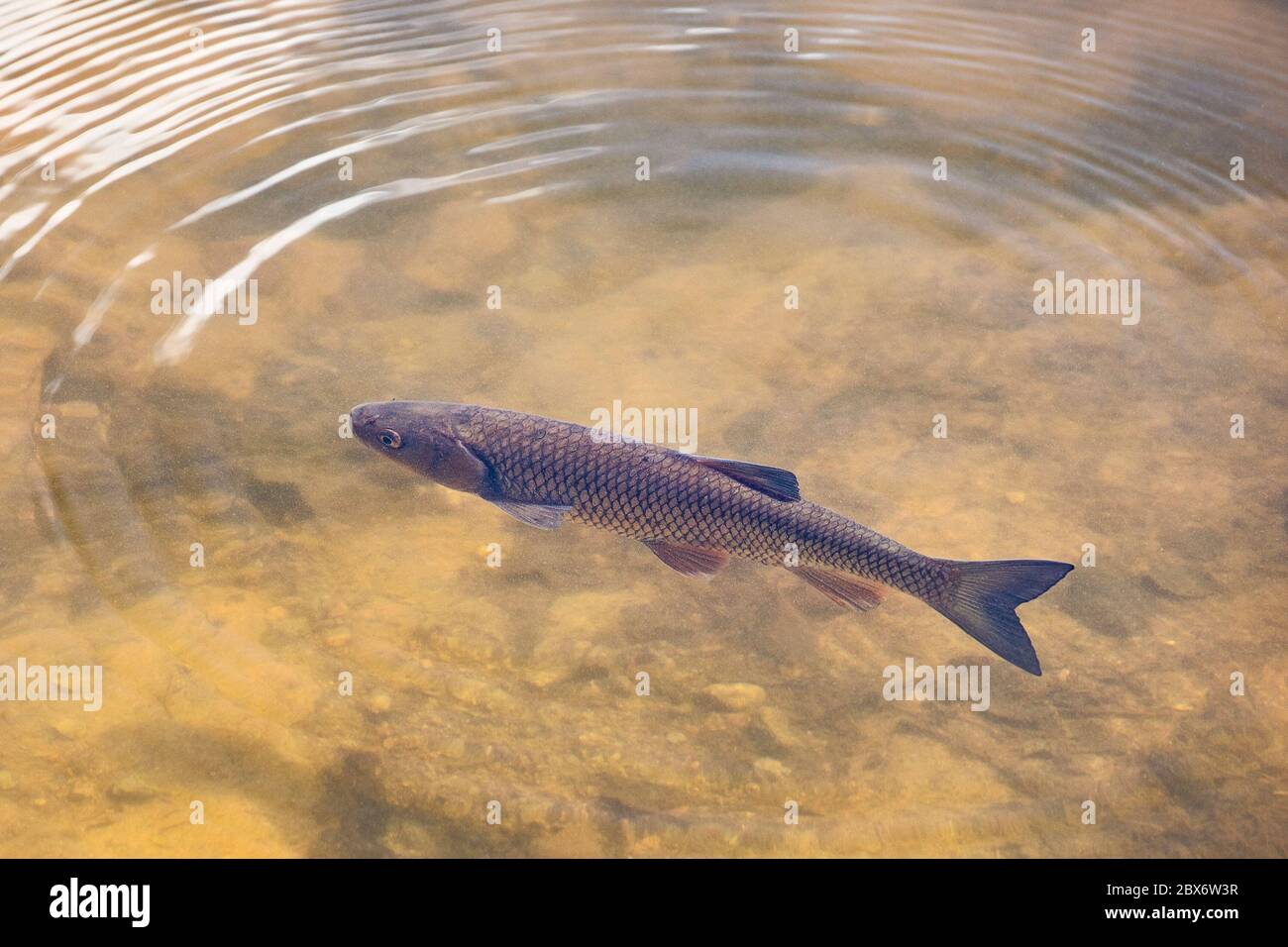 Chub fish hi-res stock photography and images - Alamy