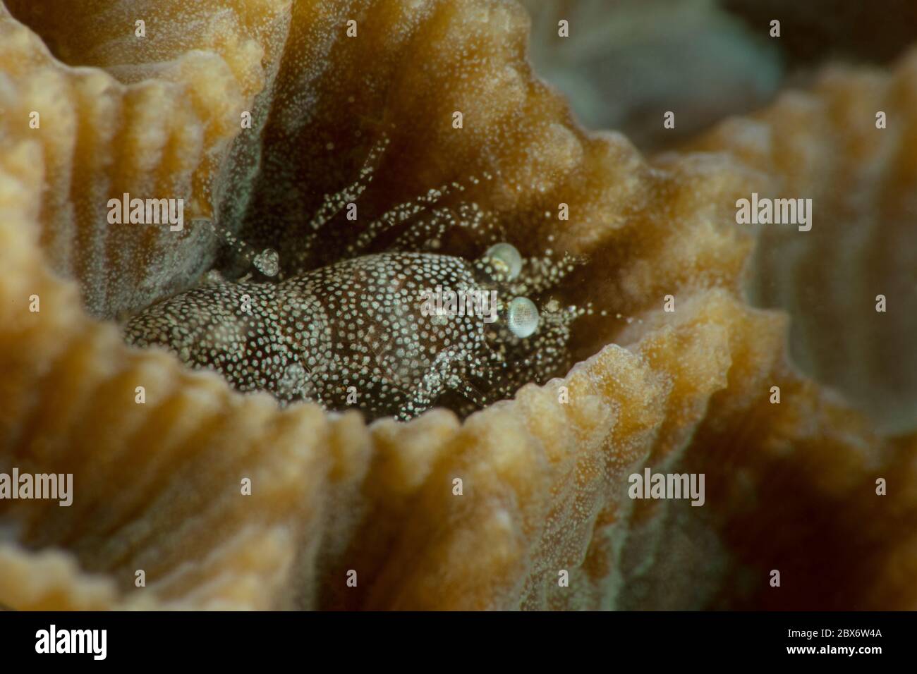 Scorpion shrimp (Metapontonia scorpio) symbiotic coral Goniastrea, size ...