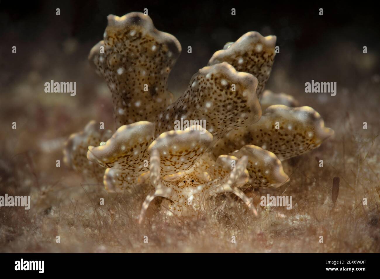 Nudibranch Cyerce bourbonica. Underwater macro photography from Romblon ...