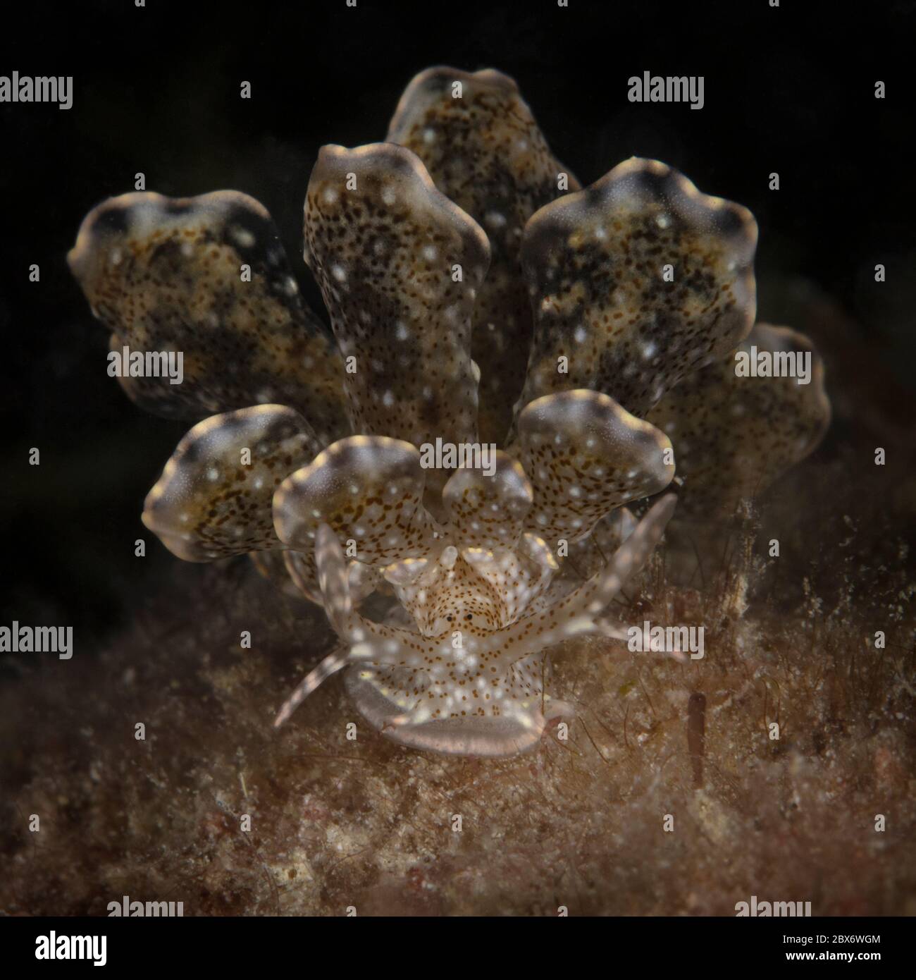 Nudibranch Cyerce bourbonica. Underwater macro photography from Romblon ...