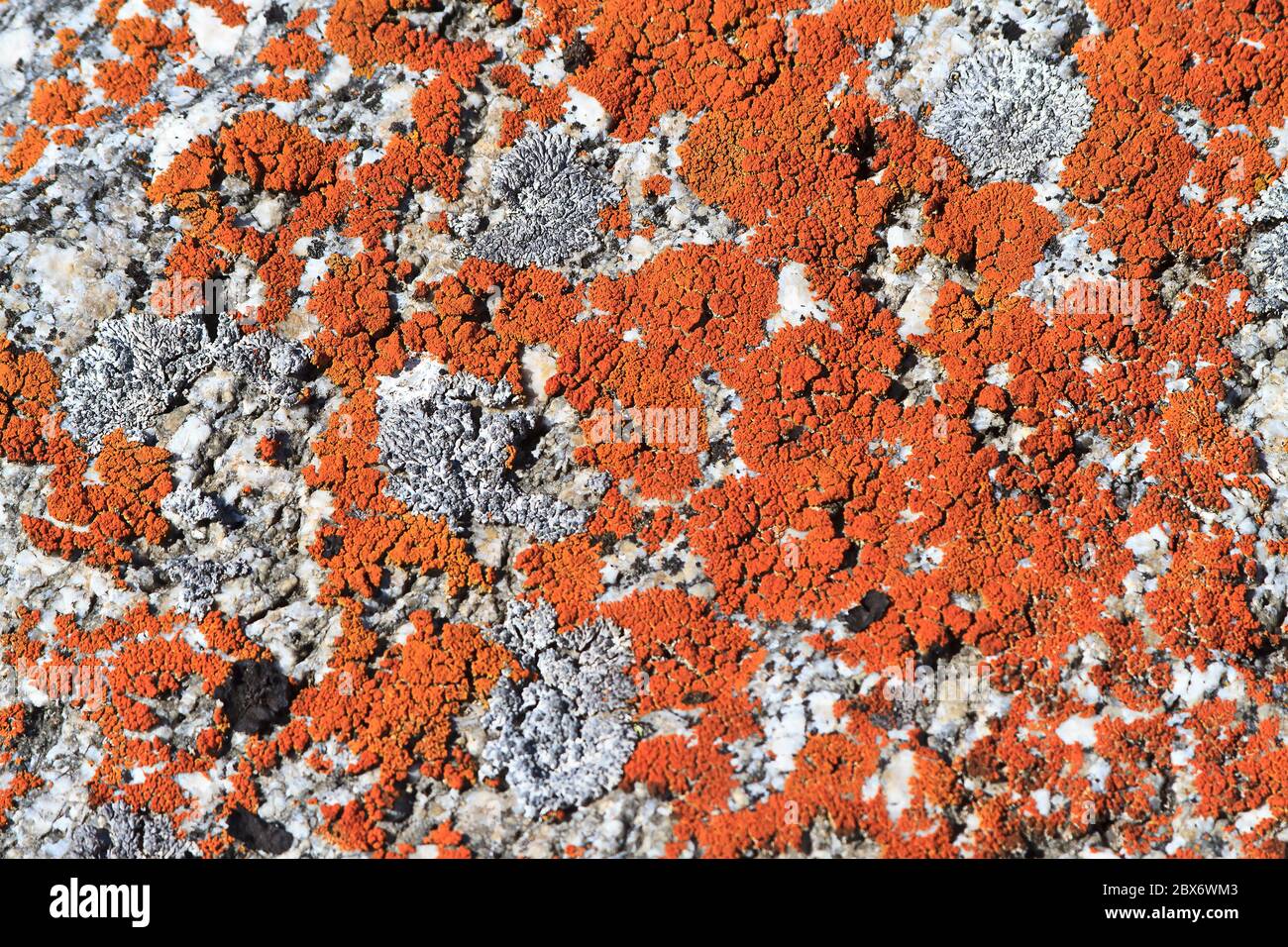 Orange crustose lichen (Caloplaca elegans) growing on a rock on the ...