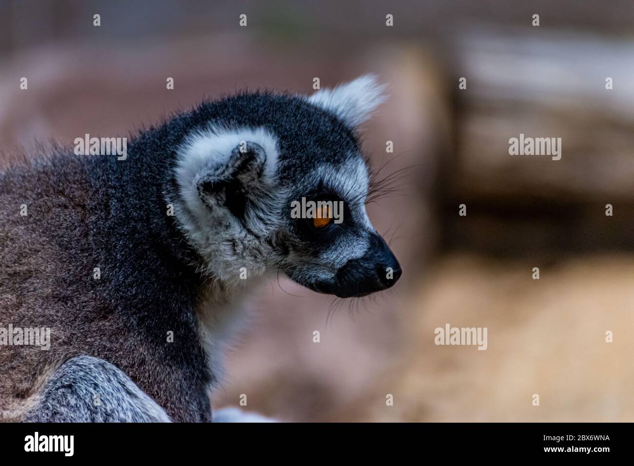 Katta spends his day in his territory Stock Photo - Alamy