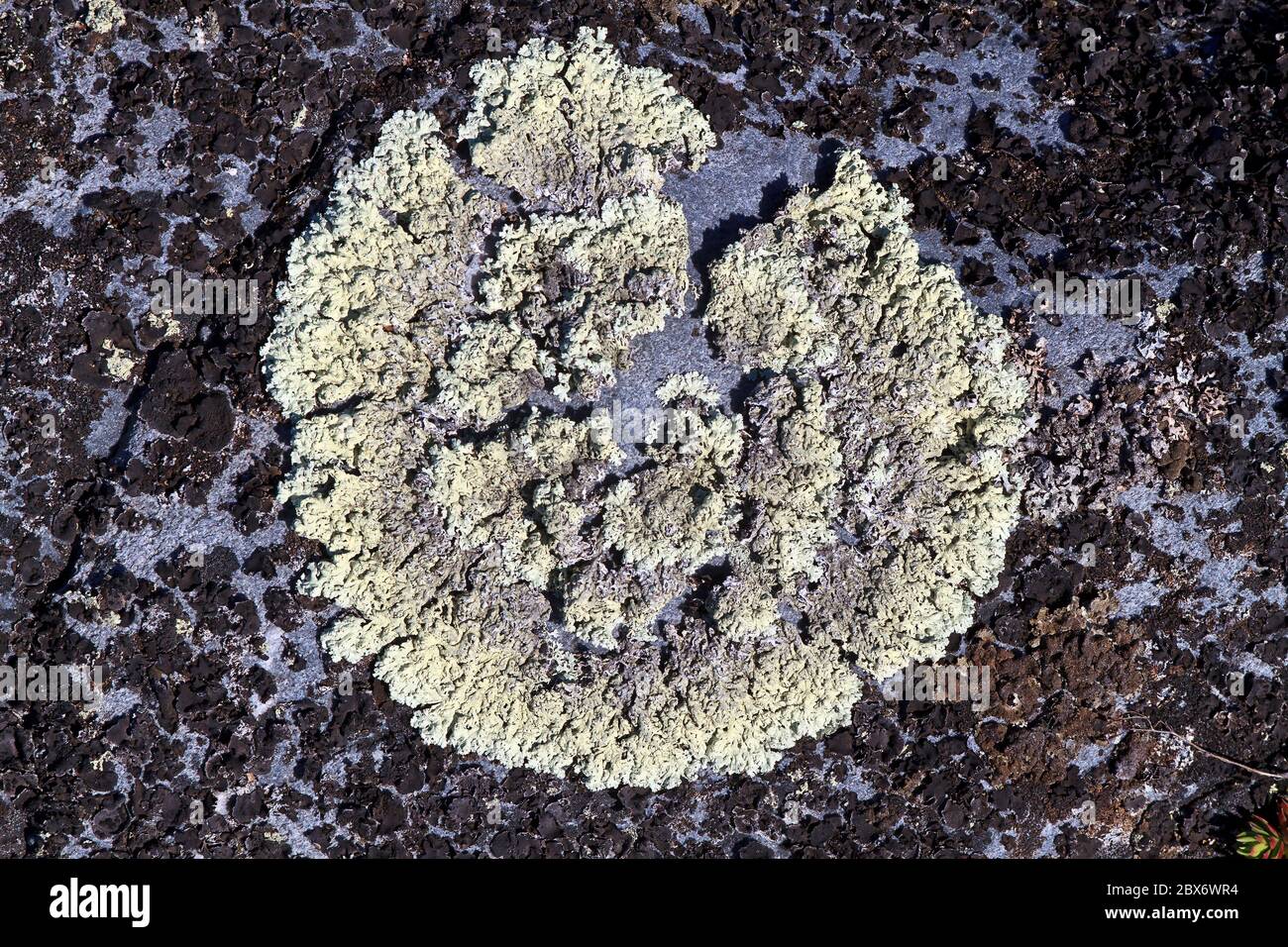 Foliose lichen growing on a rock on the shore of Hudson Bay near ...