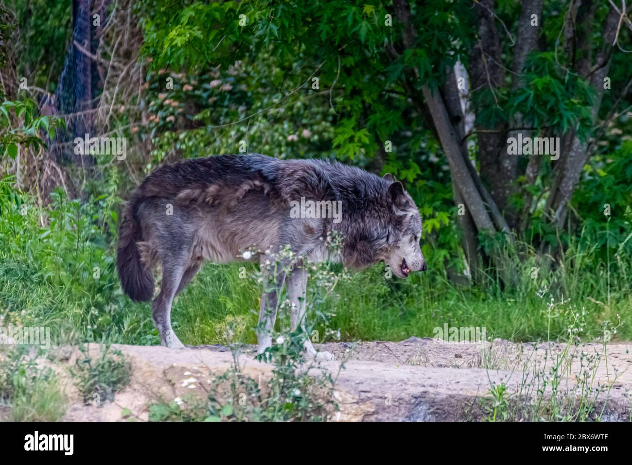 Timberwolf in his territory during fur change Stock Photo - Alamy