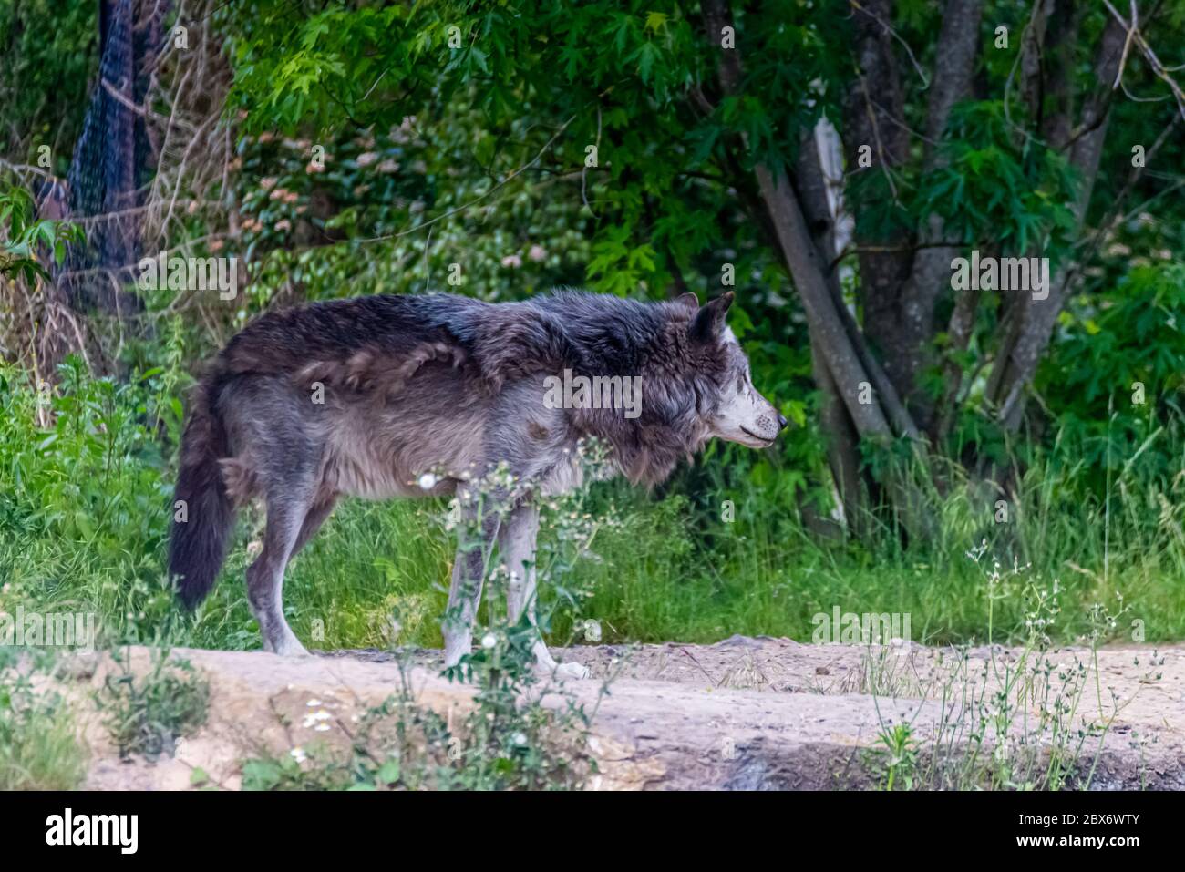 Timberwolf in his territory during fur change Stock Photo - Alamy