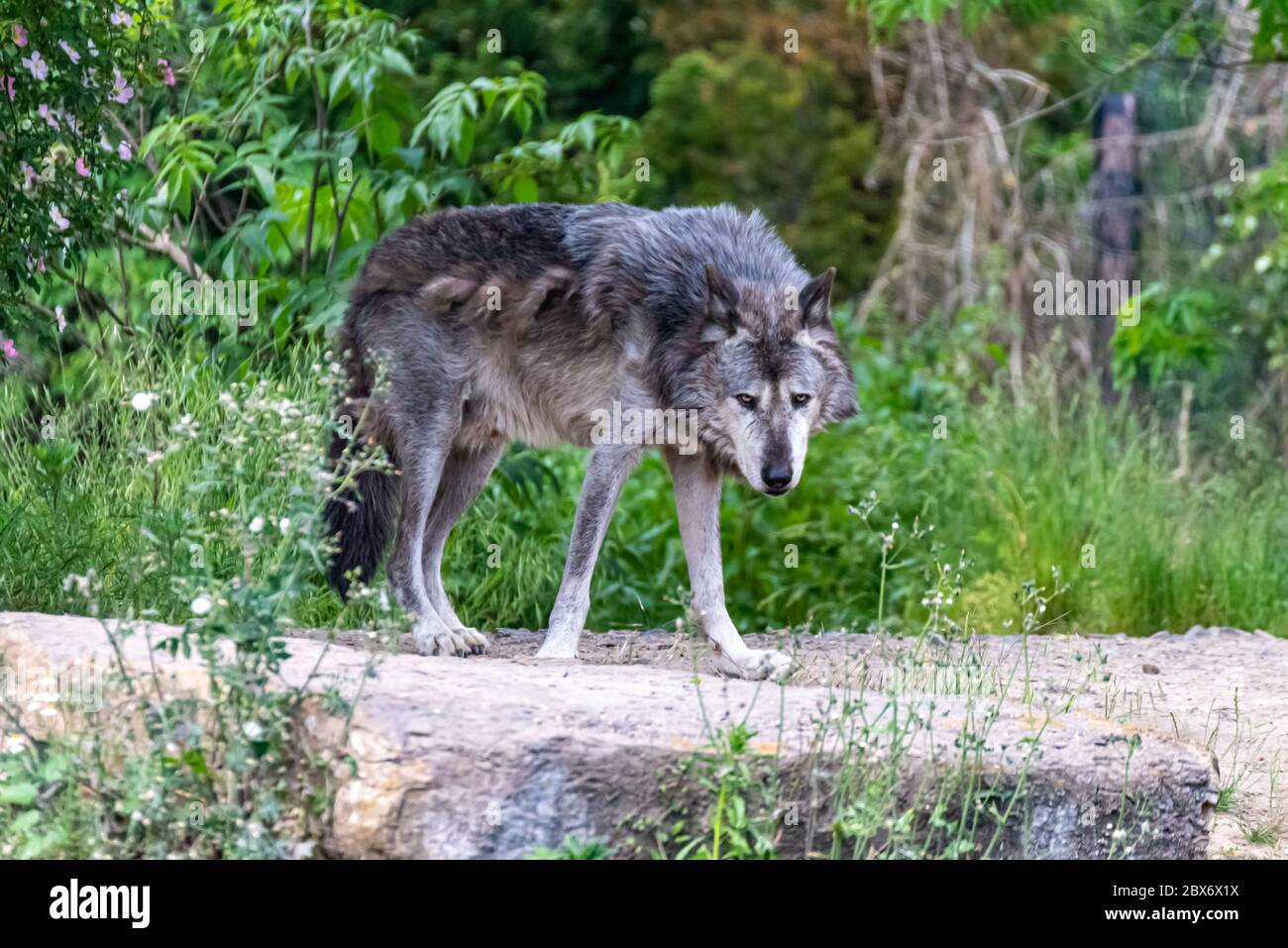 Timberwolf in his territory during fur change Stock Photo - Alamy