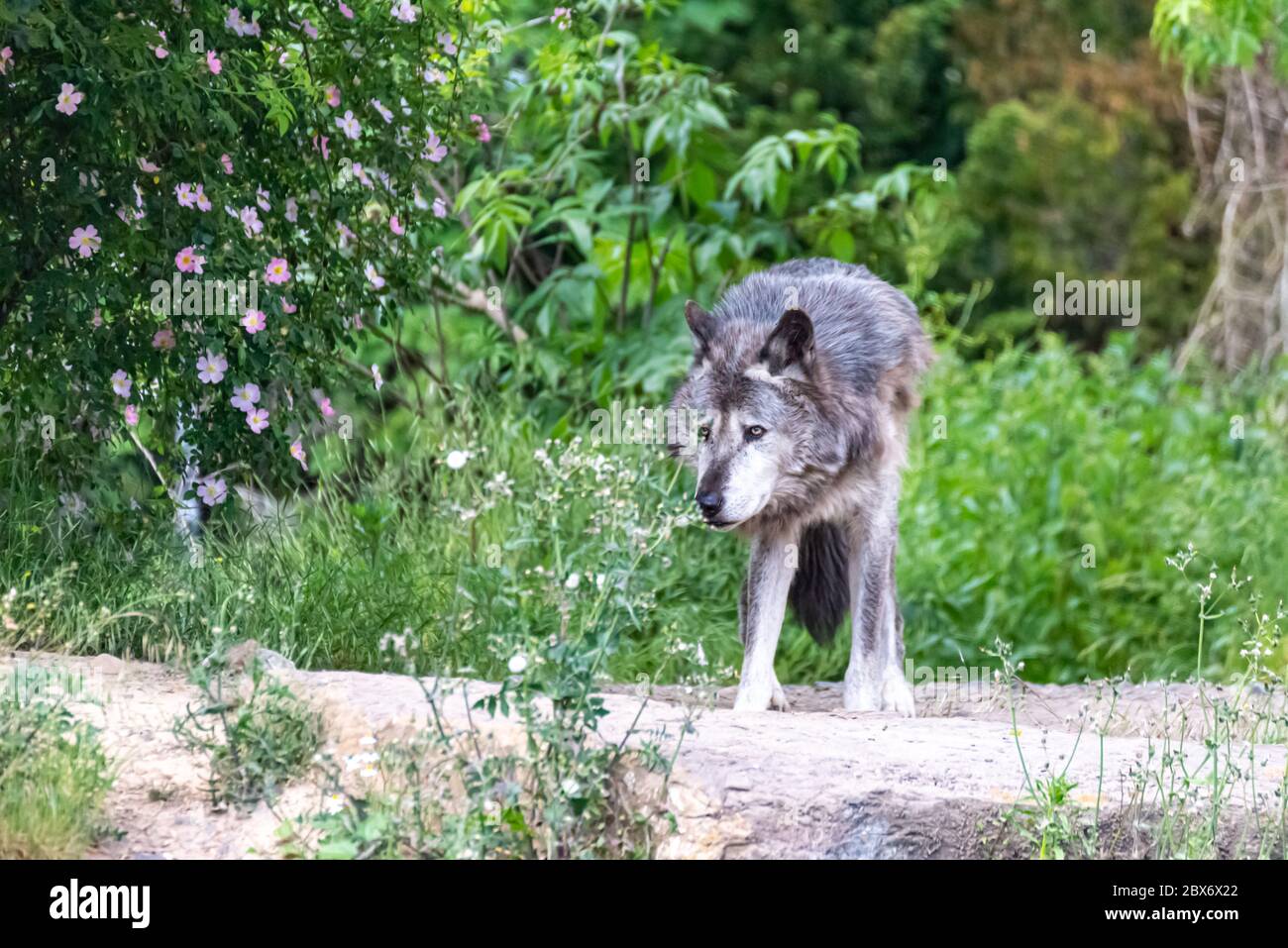 Timberwolf in his territory during fur change Stock Photo - Alamy