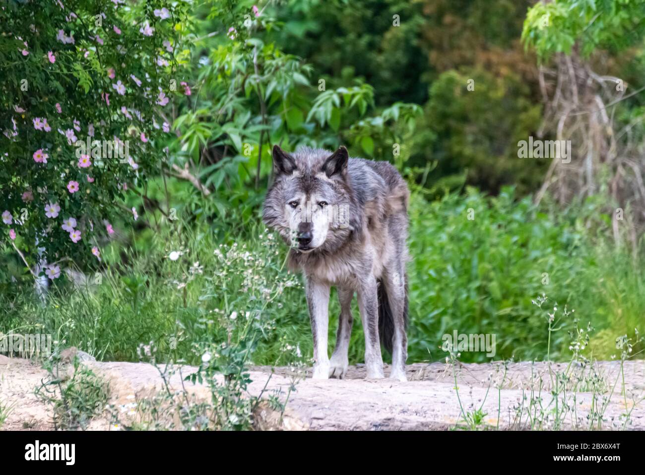 Timberwolf in his territory during fur change Stock Photo - Alamy