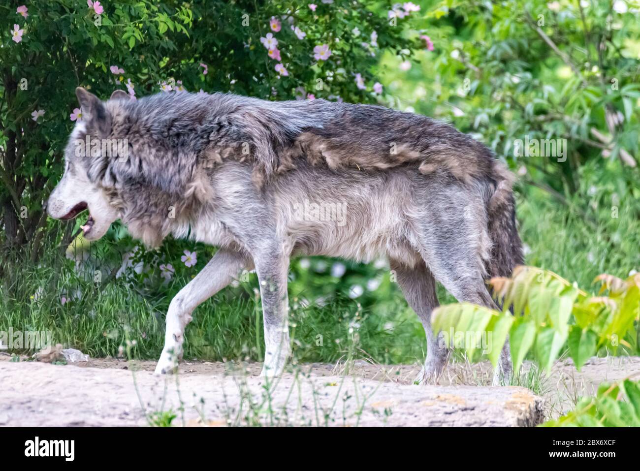 Timberwolf in his territory during fur change Stock Photo - Alamy
