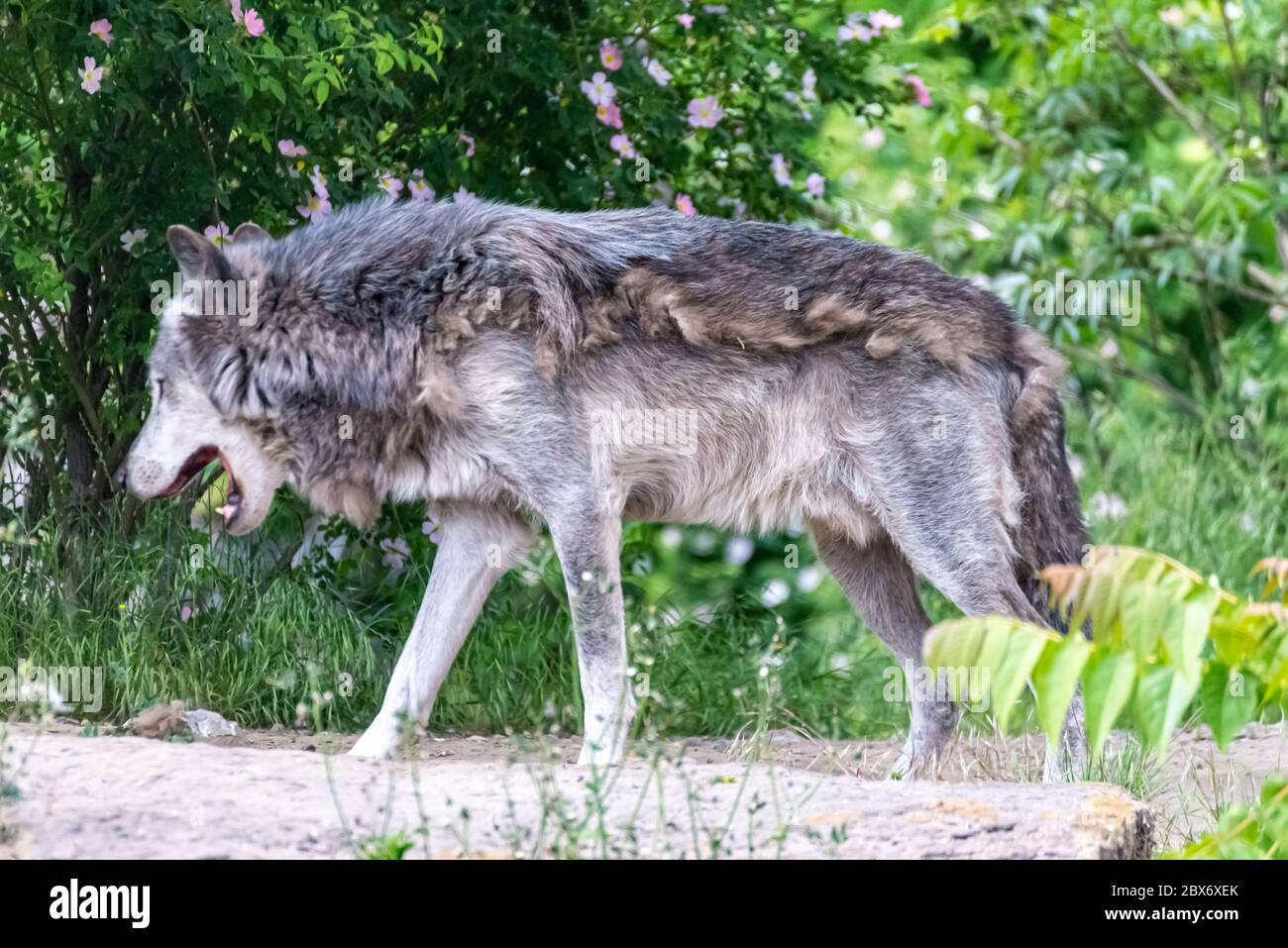Timberwolf in his territory during fur change Stock Photo - Alamy