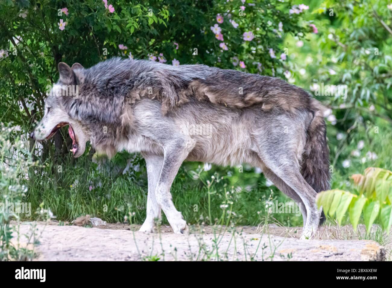 Timberwolf in his territory during fur change Stock Photo - Alamy