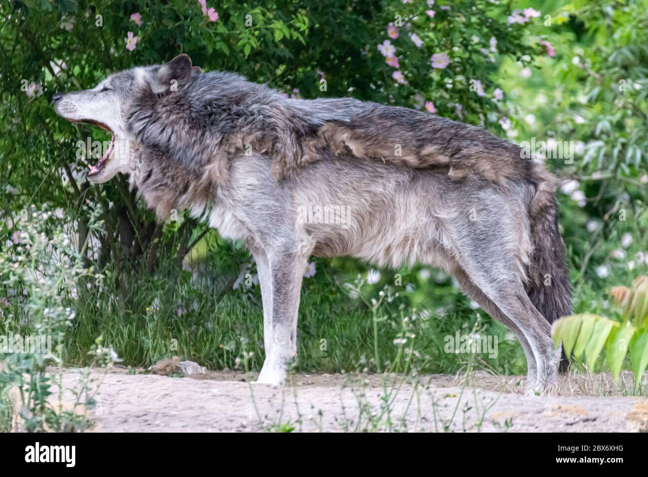 Timberwolf in his territory during fur change Stock Photo - Alamy