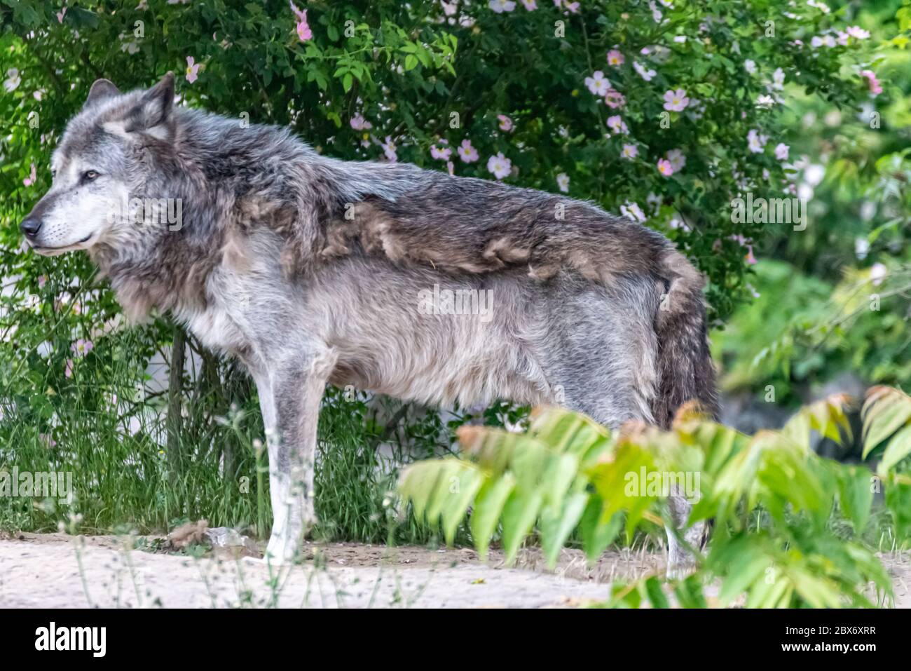 Timberwolf in his territory during fur change Stock Photo - Alamy
