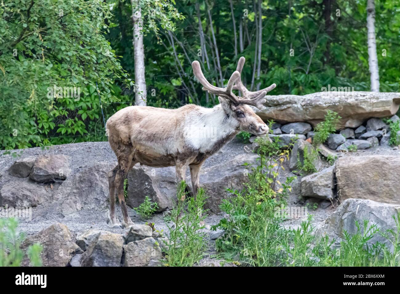 Caribou roaming the forest alone Stock Photo - Alamy