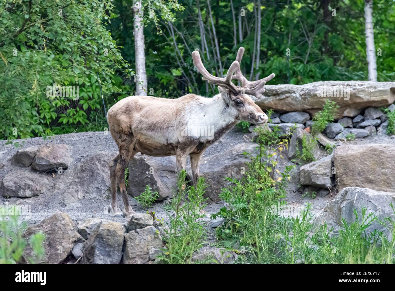Alaska caribou winter hi-res stock photography and images - Alamy