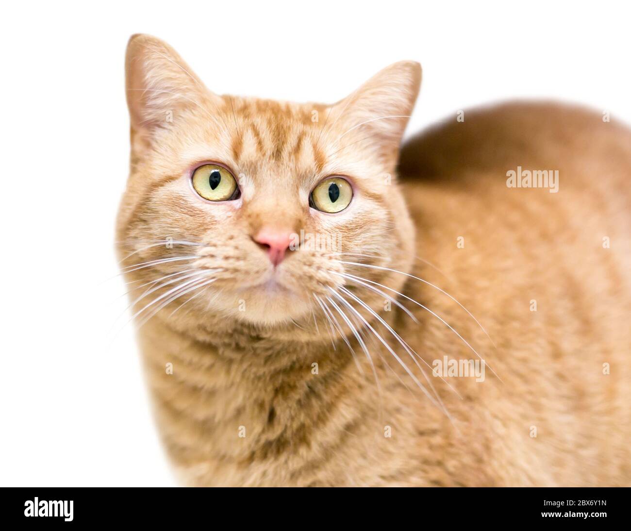 Orange Tabby Cat With Orange Eyes