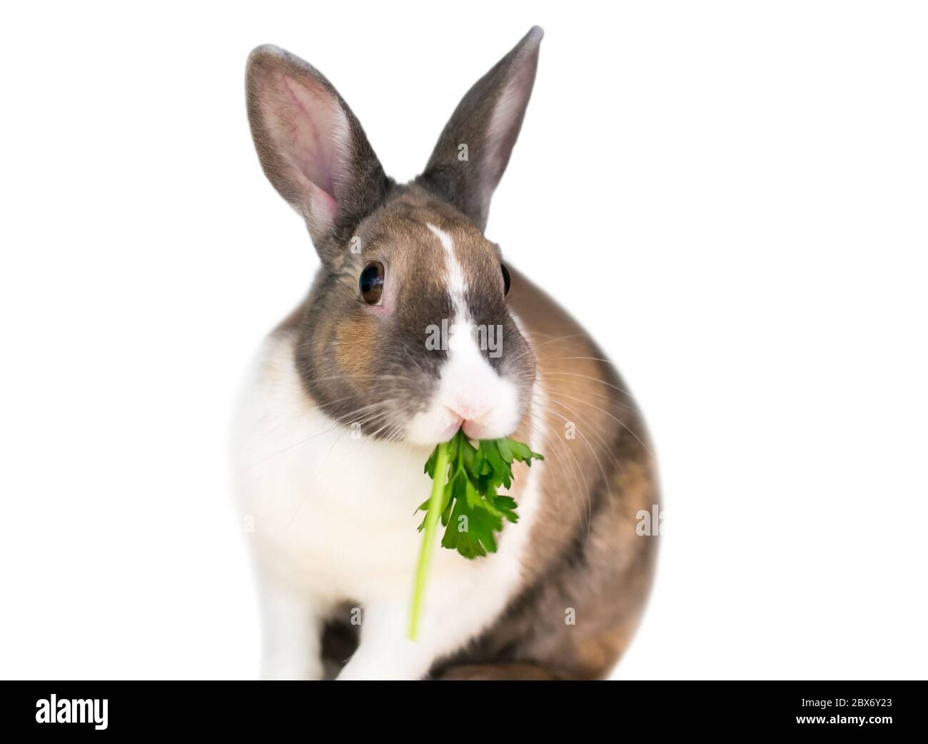 Animal eating bunny hi-res stock photography and images - Alamy