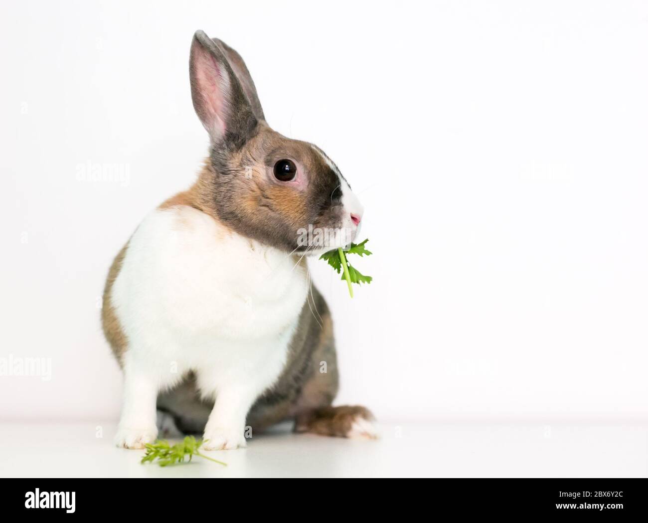 Hungry eating chewing hi-res stock photography and images - Alamy