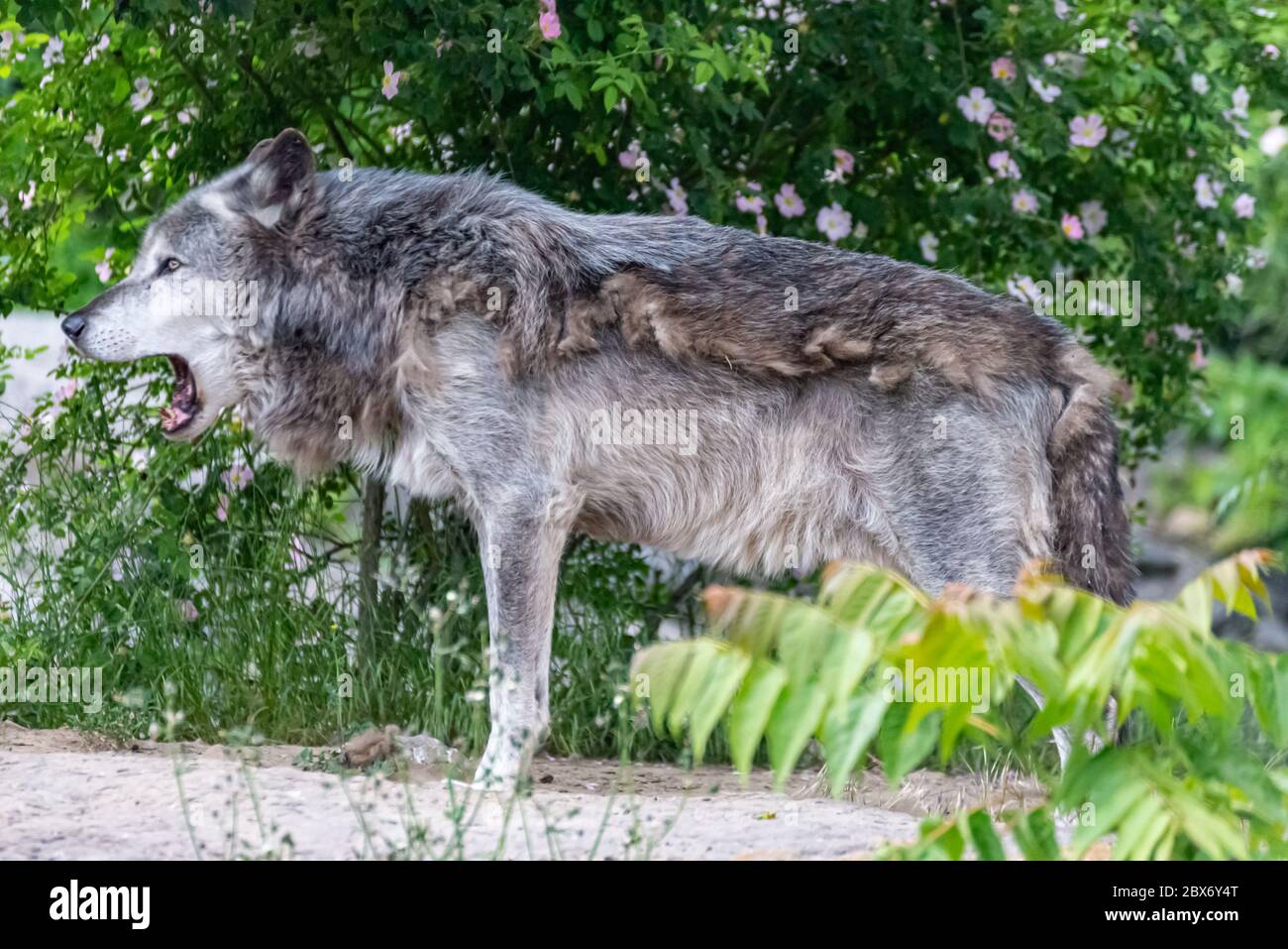 Timberwolf in his territory during fur change Stock Photo - Alamy
