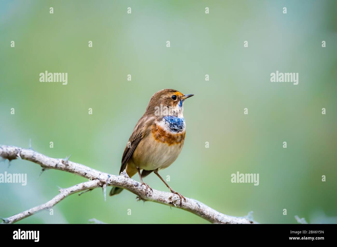 Member of the thrush family hi-res stock photography and images - Alamy